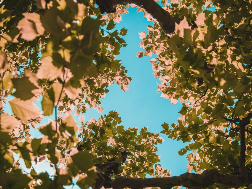 Free download | HD PNG tree branches leaves crown sky 4k wallpaper | TOPpng