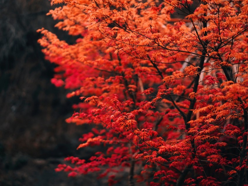 Free download | HD PNG tree branches leaves red blur 4k wallpaper | TOPpng