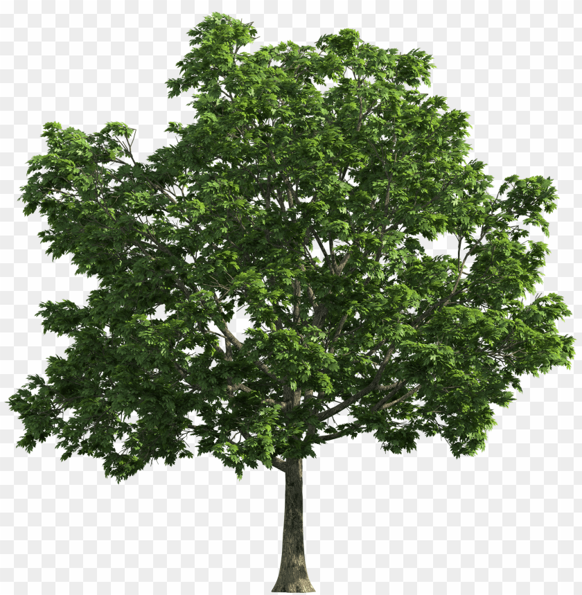 Free download | HD PNG tree clipart green illustration clipart png ...