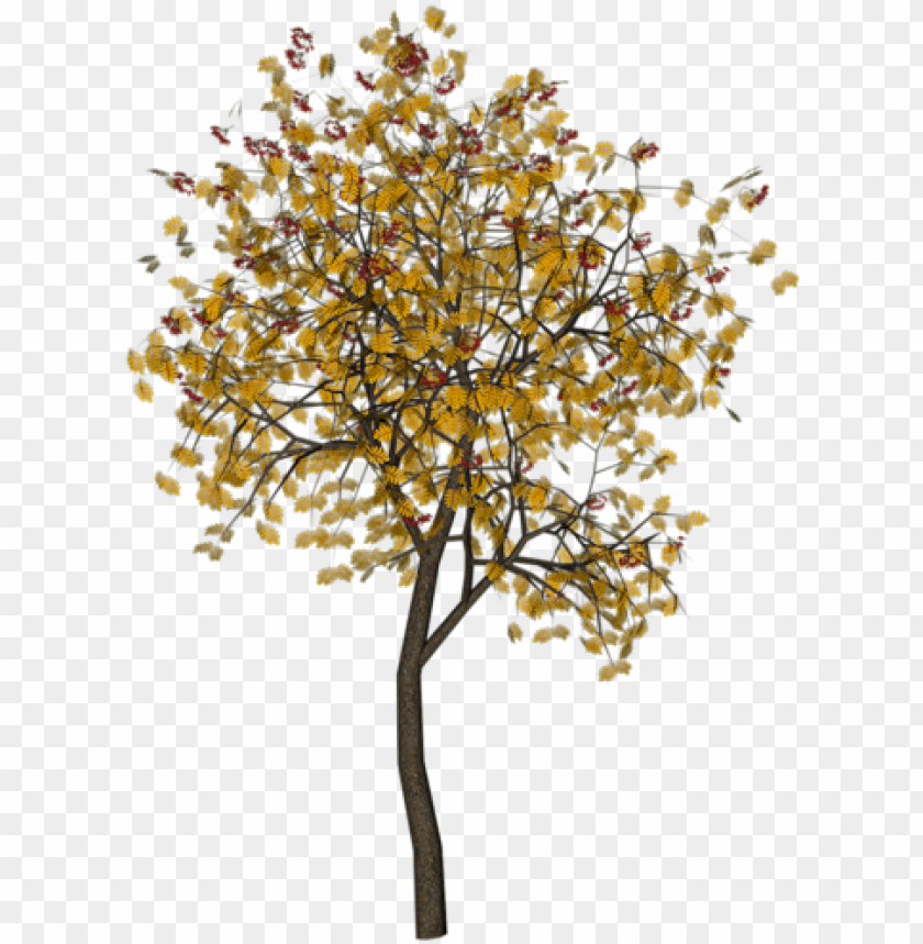 Free download | HD PNG tree drawings plane tree family PNG transparent ...