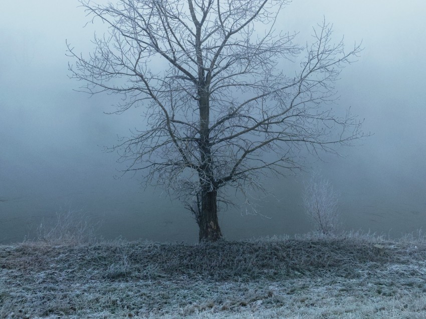 Free download | HD PNG tree fog haze hoarfrost frost 4k wallpaper | TOPpng