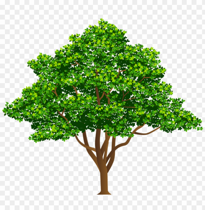 Free download | HD PNG PNG image of tall tree with light green leaves ...