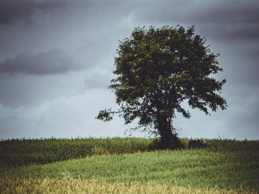 Free download | HD PNG tree glade grass clouds 4k wallpaper | TOPpng