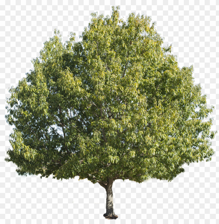 Free download | HD PNG tree isolated chestnut tree PNG transparent with ...
