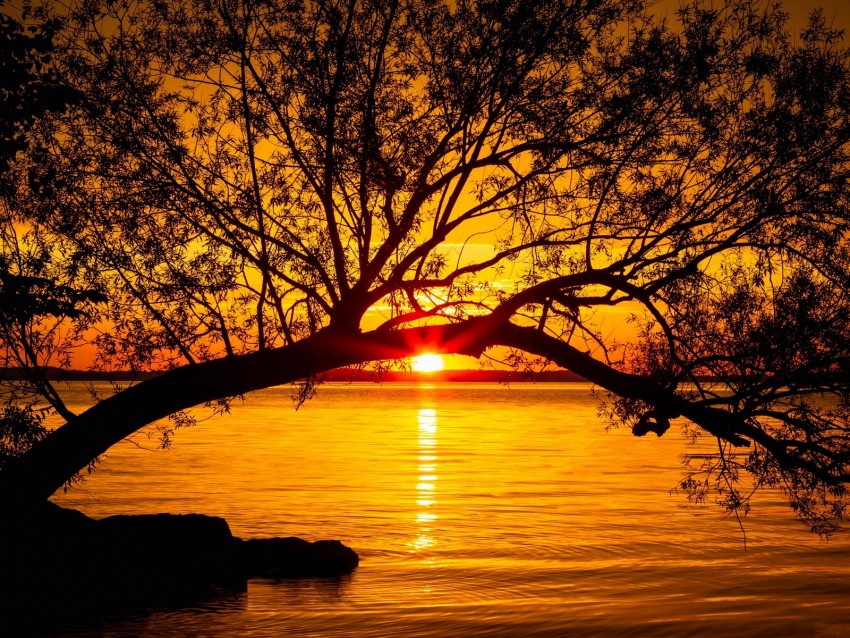 Free download | HD PNG tree lake sunset sun sunlight twilight 4k ...