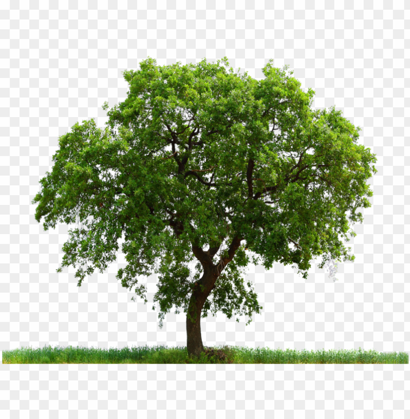 Free download | HD PNG tree plan view png png image oak tree PNG ...