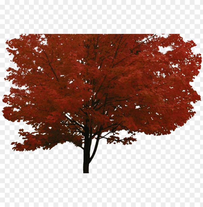Free download | HD PNG tree png image free download picture red maple ...
