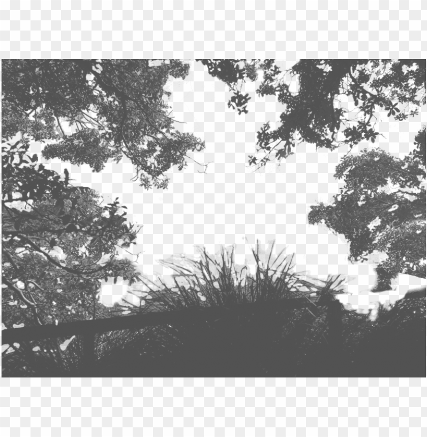Free download | HD PNG tree shadow png shadow of trees PNG transparent ...