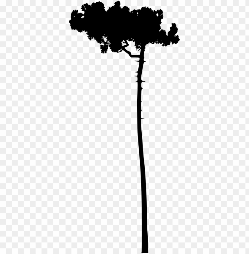 Free download | HD PNG Transparent silhouette of a tall tree with long ...