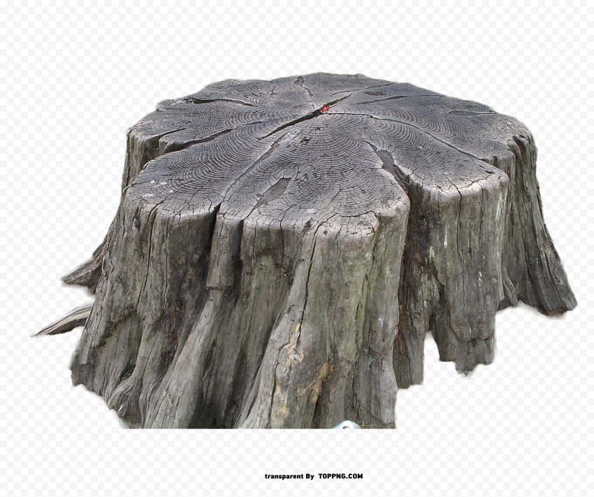 Free download | HD PNG tree stump high quality design png - Image ID ...