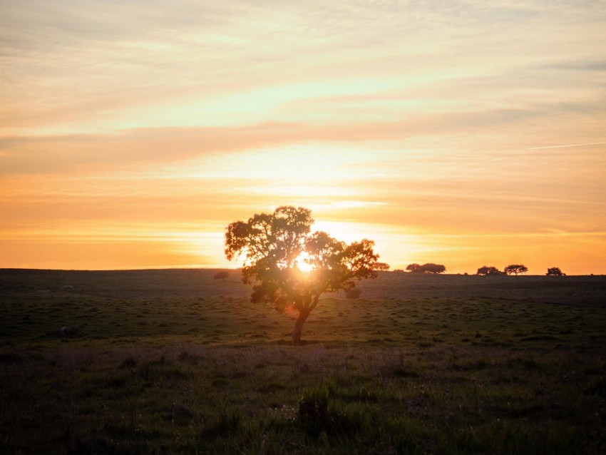 Free download | HD PNG tree sunset field horizon sunlight 4k wallpaper ...