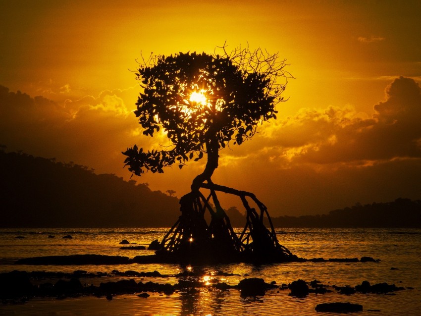 Free download | HD PNG tree sunset roots shore bali 4k wallpaper | TOPpng
