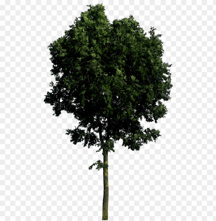Free download | HD PNG PNG image of tree transparent with a clear ...