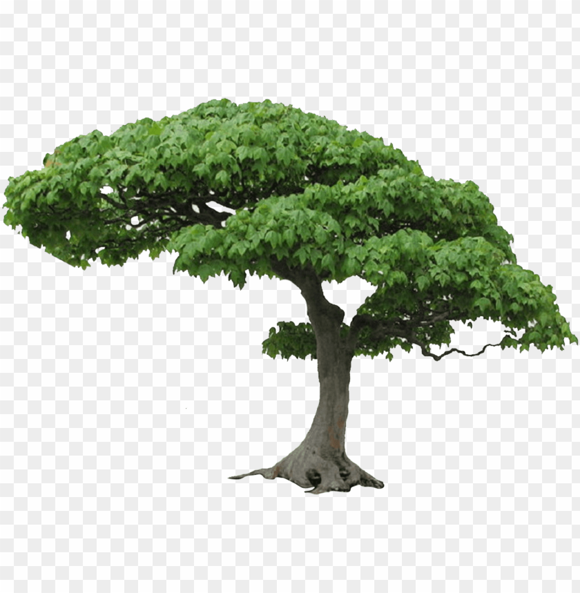 Free download | HD PNG tree tree PNG transparent with Clear Background ...