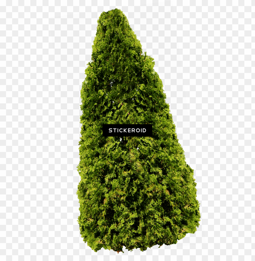 Free download | HD PNG tree tree PNG transparent with Clear Background ...