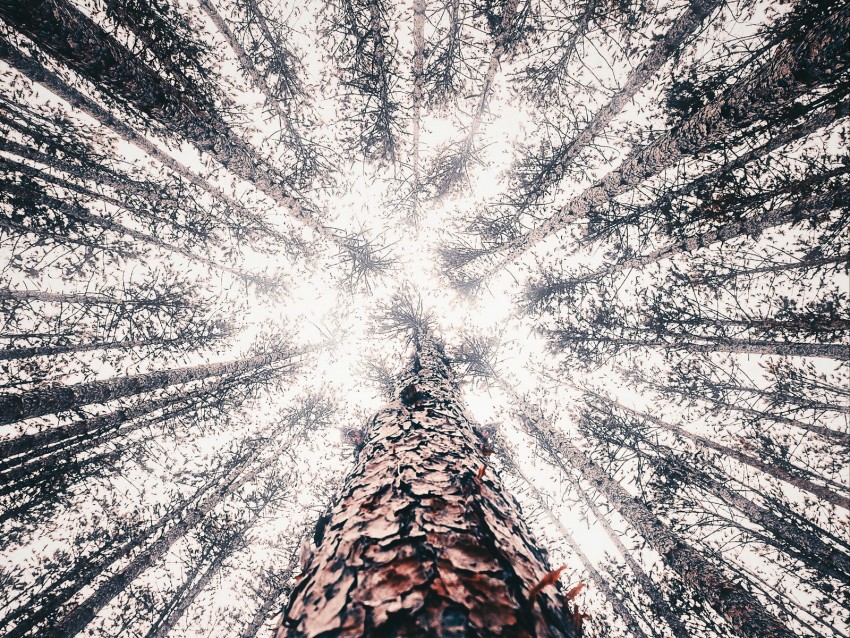 Free download | HD PNG tree trunk bottom view bark 4k wallpaper | TOPpng