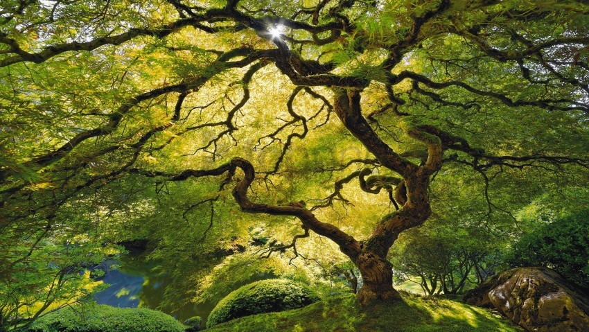 Free download | HD PNG trees background image background best stock ...