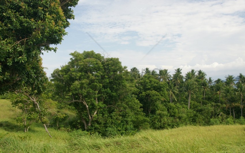 Free download | HD PNG trees background image background best stock ...