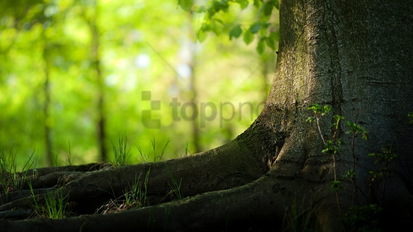 Free download | HD PNG trees background image background best stock ...