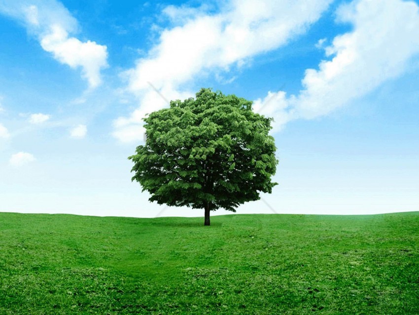 Free download | HD PNG trees background image background best stock ...