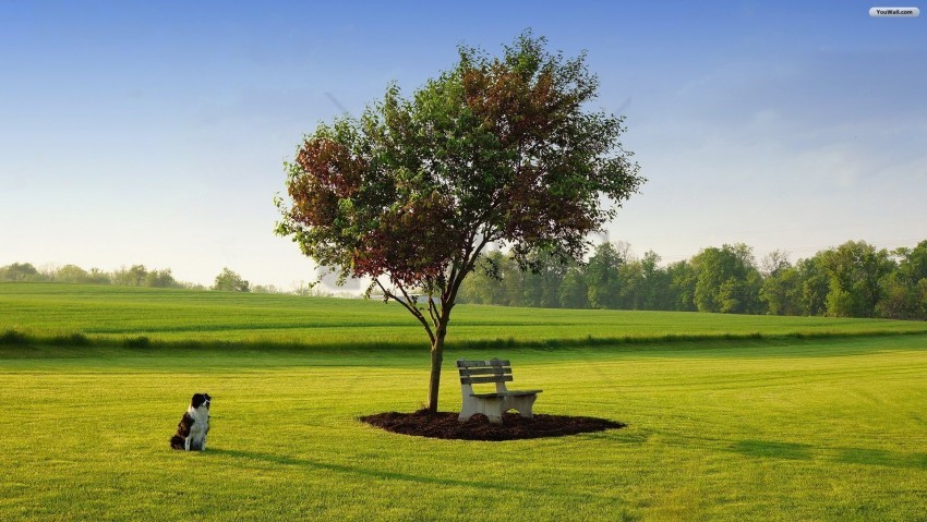 Free download | HD PNG trees background image background best stock ...