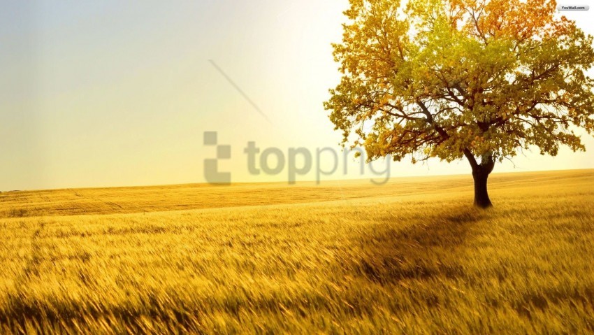 Free download | HD PNG trees background image background best stock ...