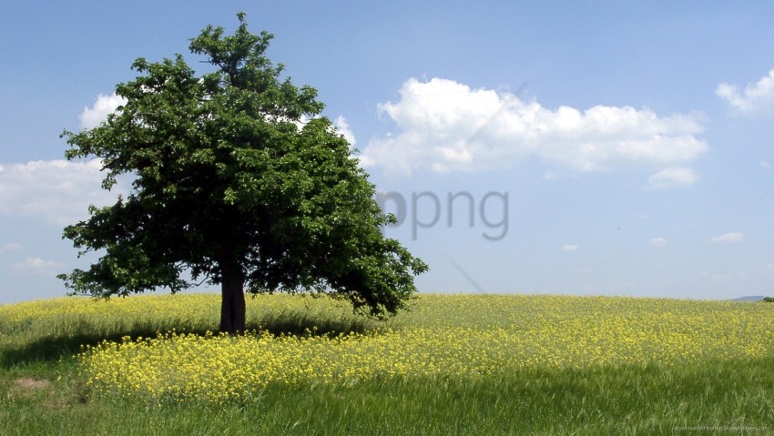 Free download | HD PNG trees background image background best stock ...