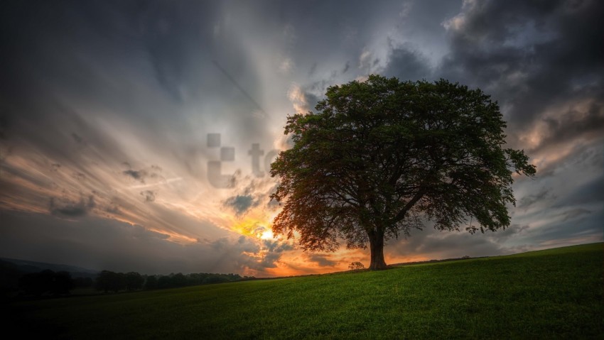 Free download | HD PNG trees background image background best stock ...