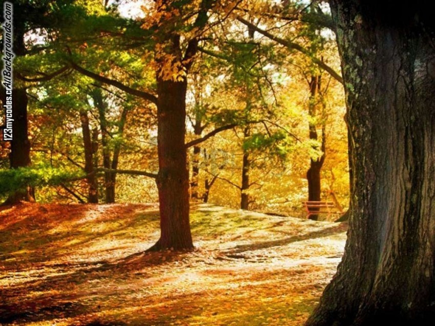 Free download | HD PNG trees background image background best stock ...