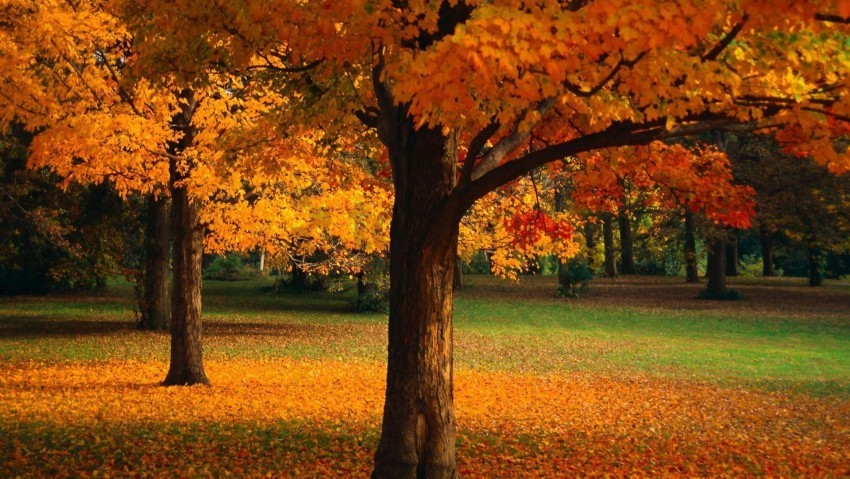 Free download | HD PNG trees background image background best stock ...