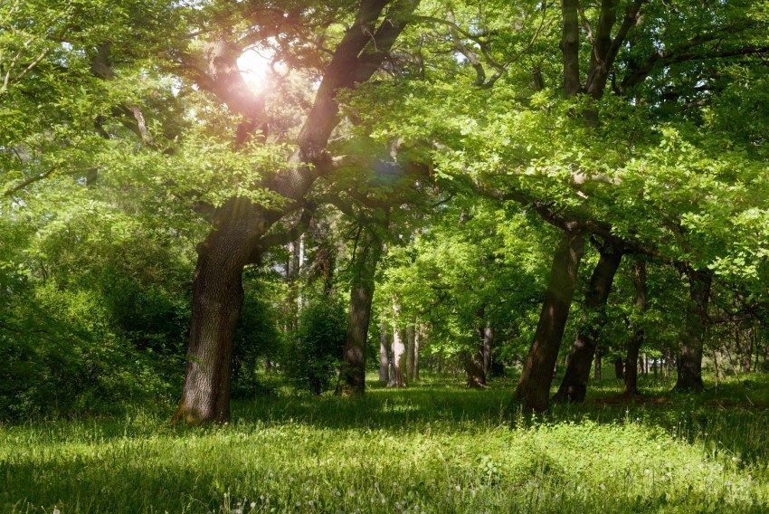 Free download | HD PNG trees background image background best stock ...