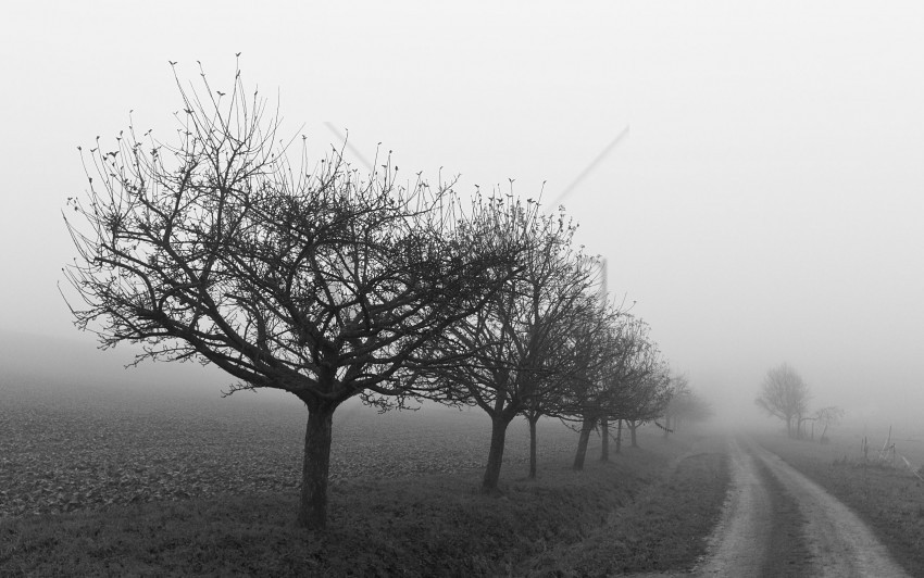 Free download | HD PNG trees background image background best stock ...