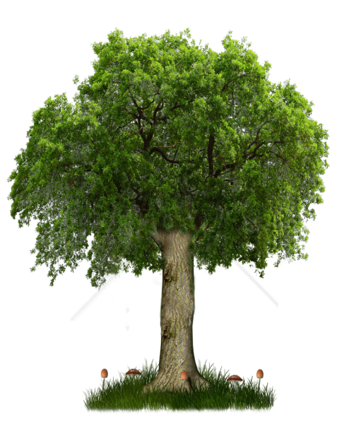 Free download | HD PNG trees background image background best stock ...