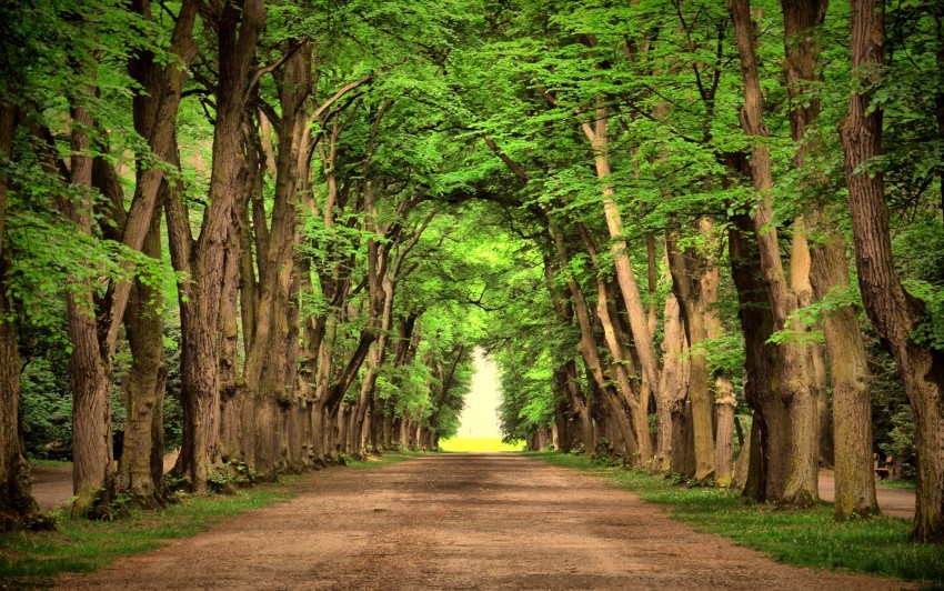 Free download | HD PNG trees background image background best stock ...