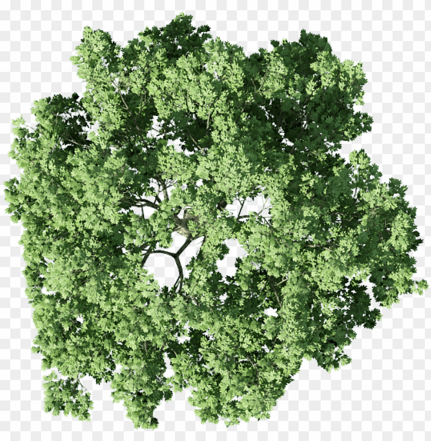 Free download | HD PNG trees photoshop cây mặt bằng photosho PNG ...
