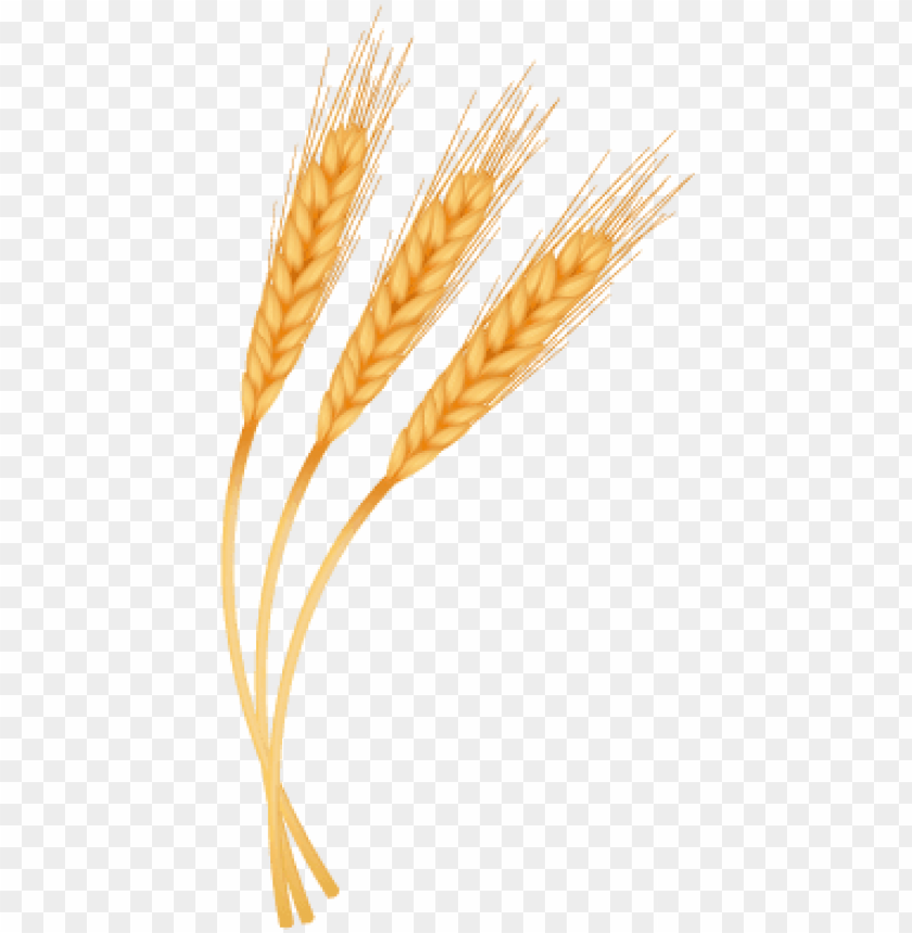 Free download | HD PNG trigo espigas de trigo PNG transparent with ...