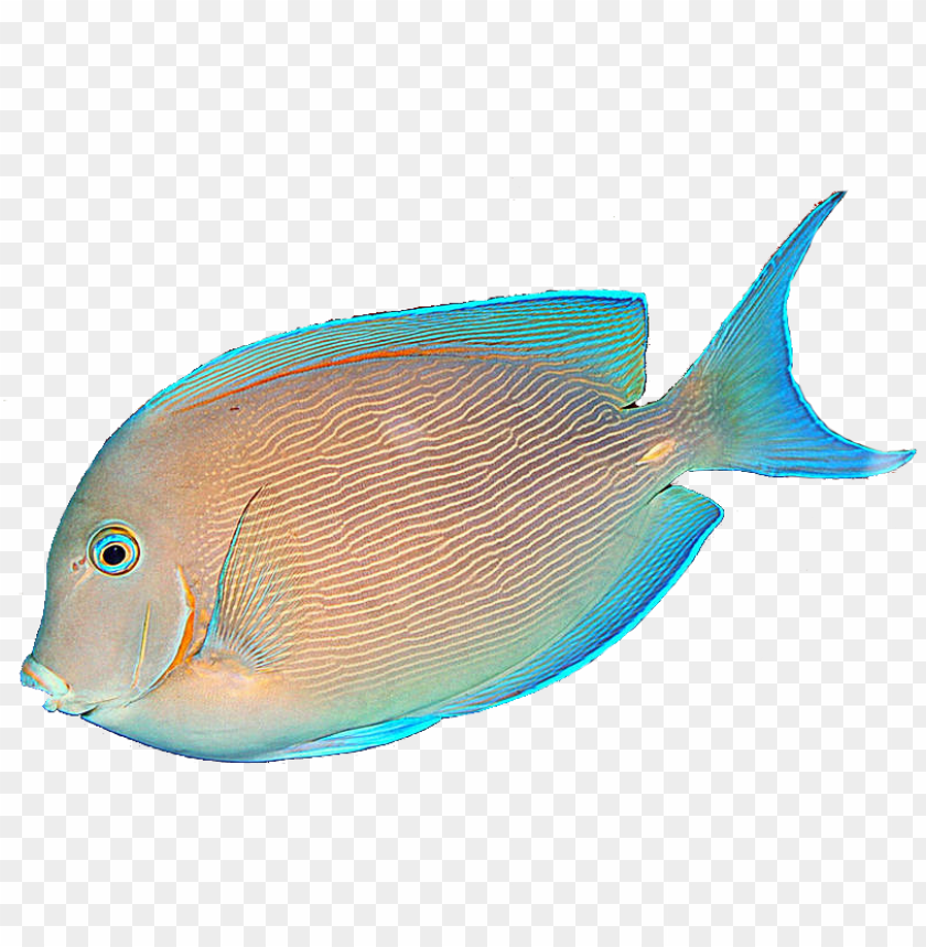 Free download | HD PNG tropical fish png tropical fish no background ...