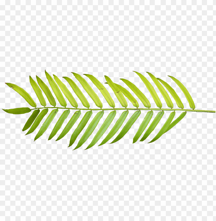 Free download | HD PNG tropical vector frawn palm leaf watercolor PNG ...