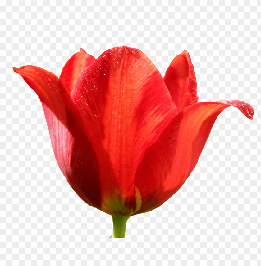 Free download | HD PNG PNG image of tulip with a clear background ...