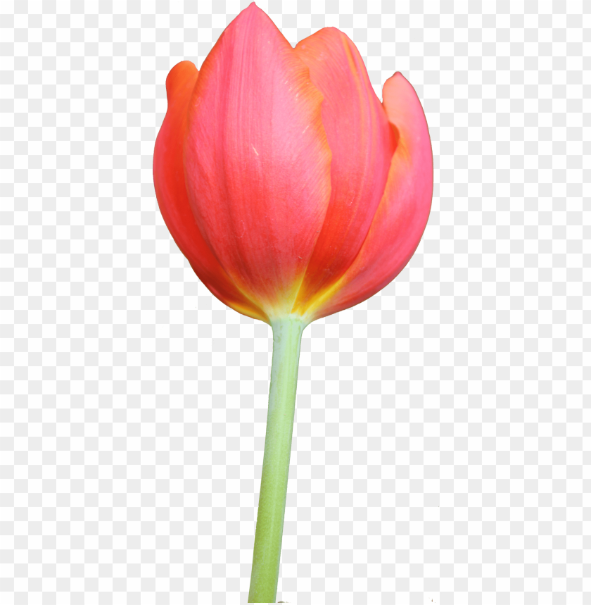 Free download | HD PNG PNG image of tulip with a clear background ...
