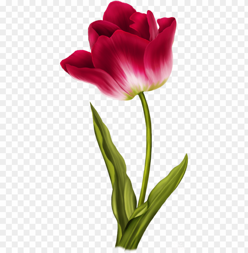 Free download | HD PNG PNG image of tulip with a clear background ...