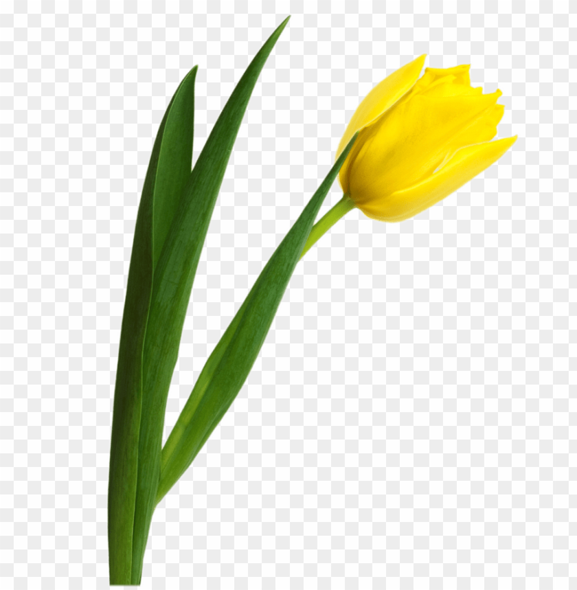 Free download | HD PNG PNG image of tulip with a clear background ...
