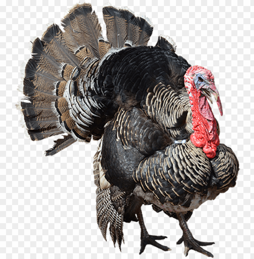 Free download | HD PNG turkey PNG transparent with Clear Background ID 89911 | TOPpng