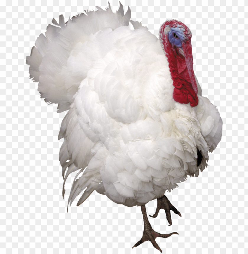 Free download | HD PNG turkey bird png download png image with ...