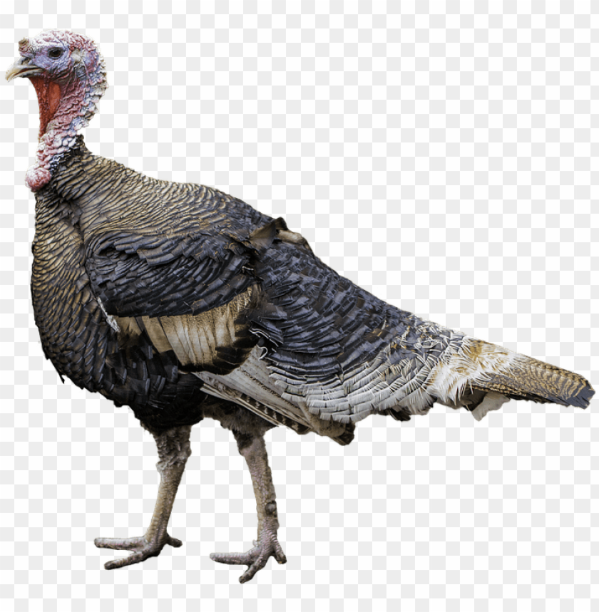 Free download | HD PNG turkey bird png free download turkey meat PNG ...