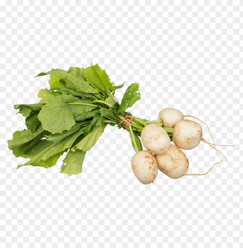 Free download | HD PNG turnips PNG images with transparent backgrounds ...