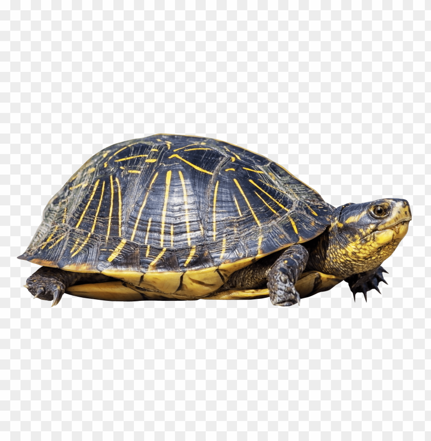 Free download | HD PNG turtle standing png | TOPpng