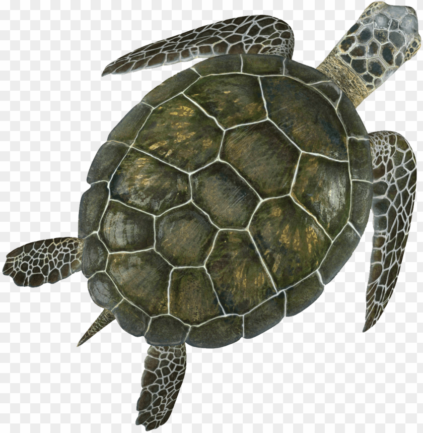 Free download | HD PNG turtle png green sea turtle PNG transparent with ...