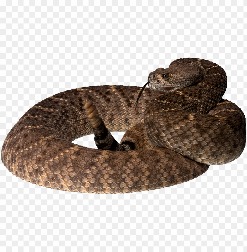 Free download | HD PNG brown snake coiled png | TOPpng