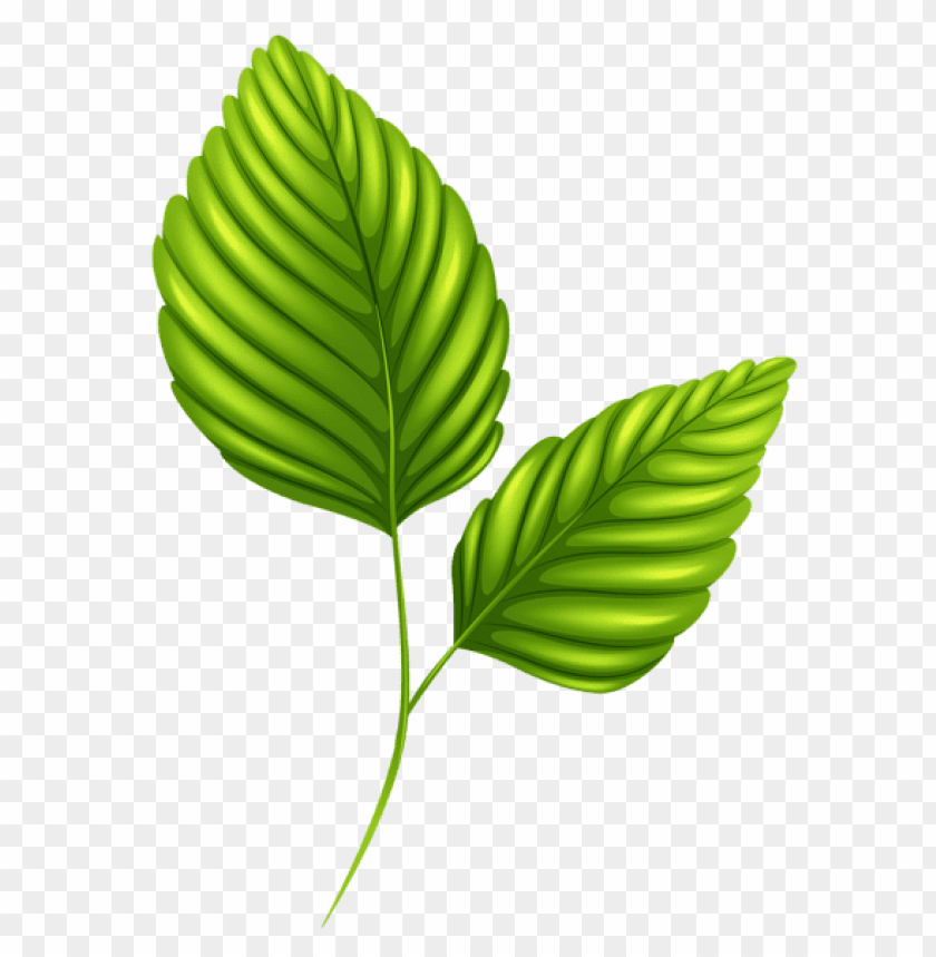 Free download | HD PNG two green leaves clipart png photo - 45345 | TOPpng